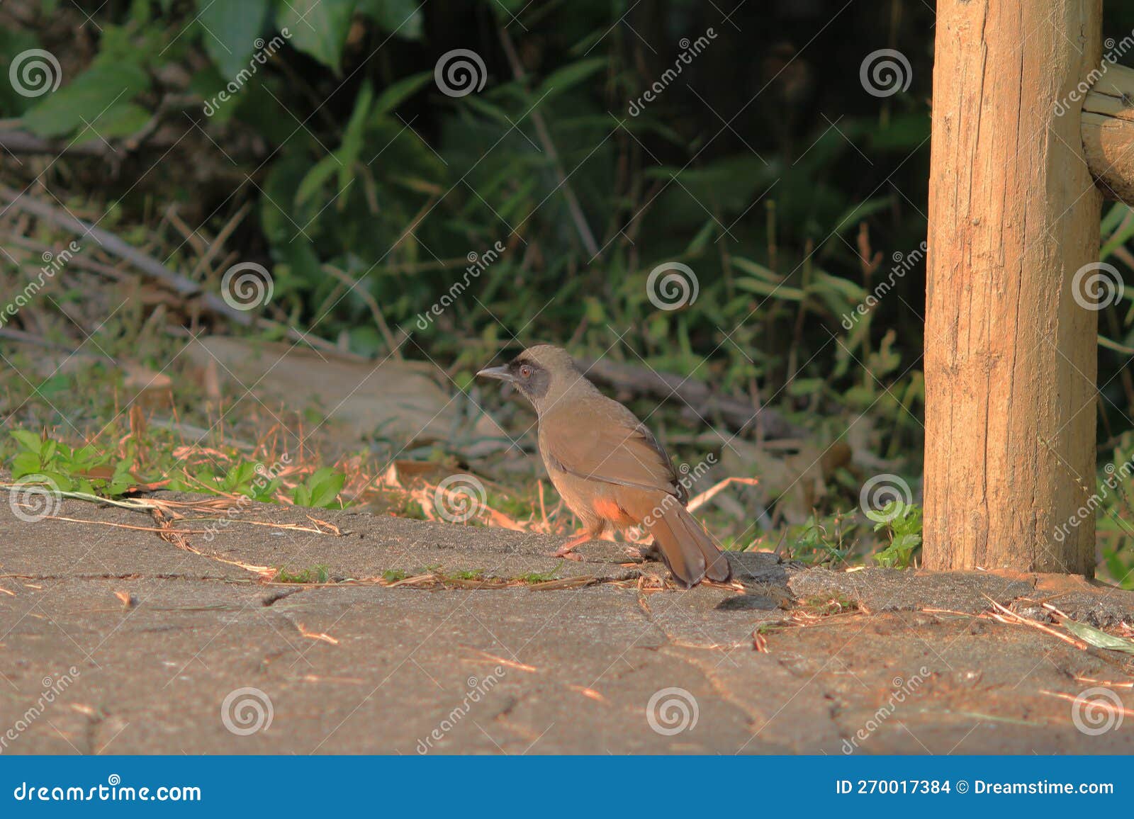 The Laughingthrush, Garrulax Perspicillatus, the Bird Concept Stock ...