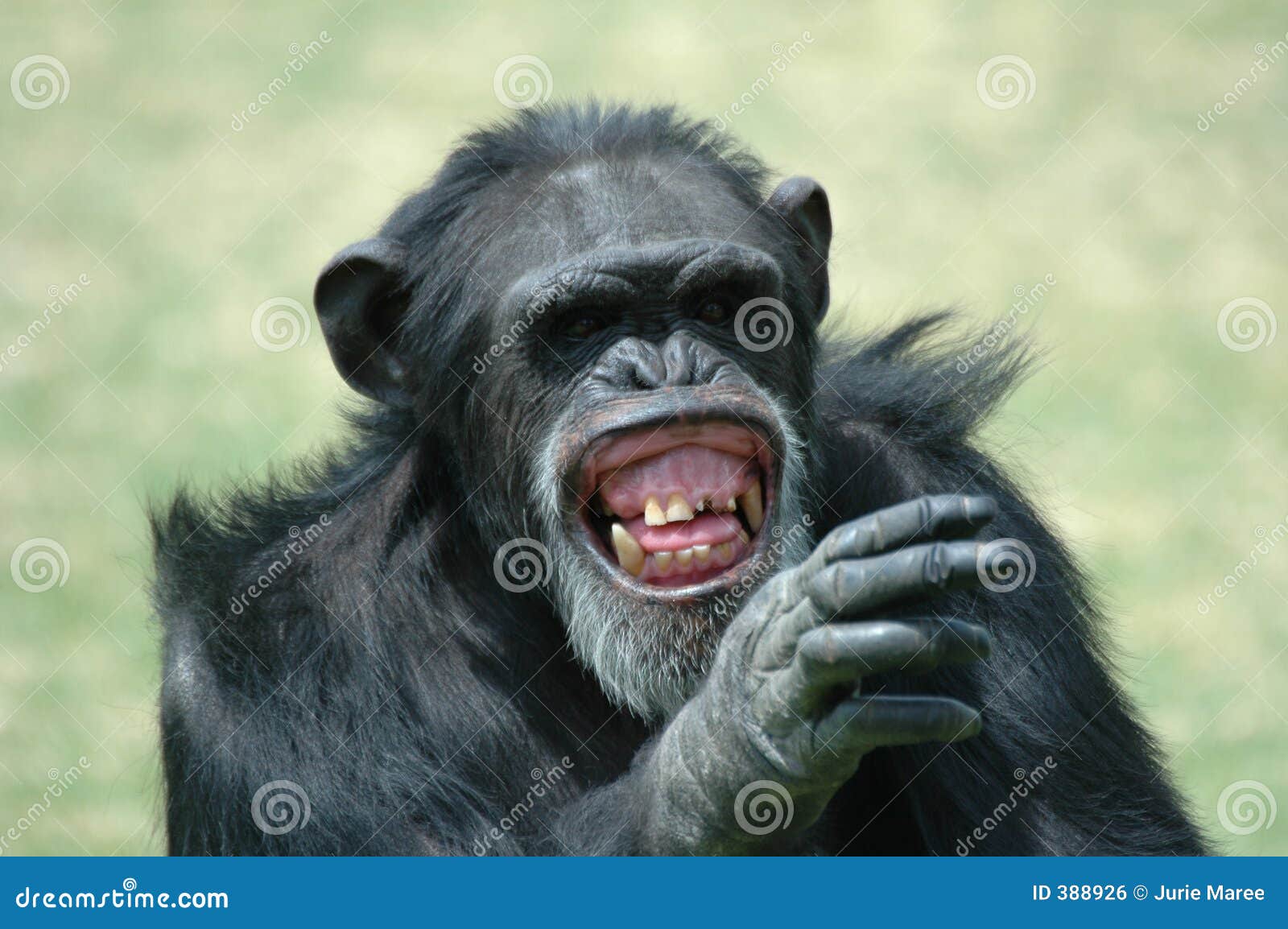 Laughter. stock photo. Image of facial, hilarious, monkey - 388926