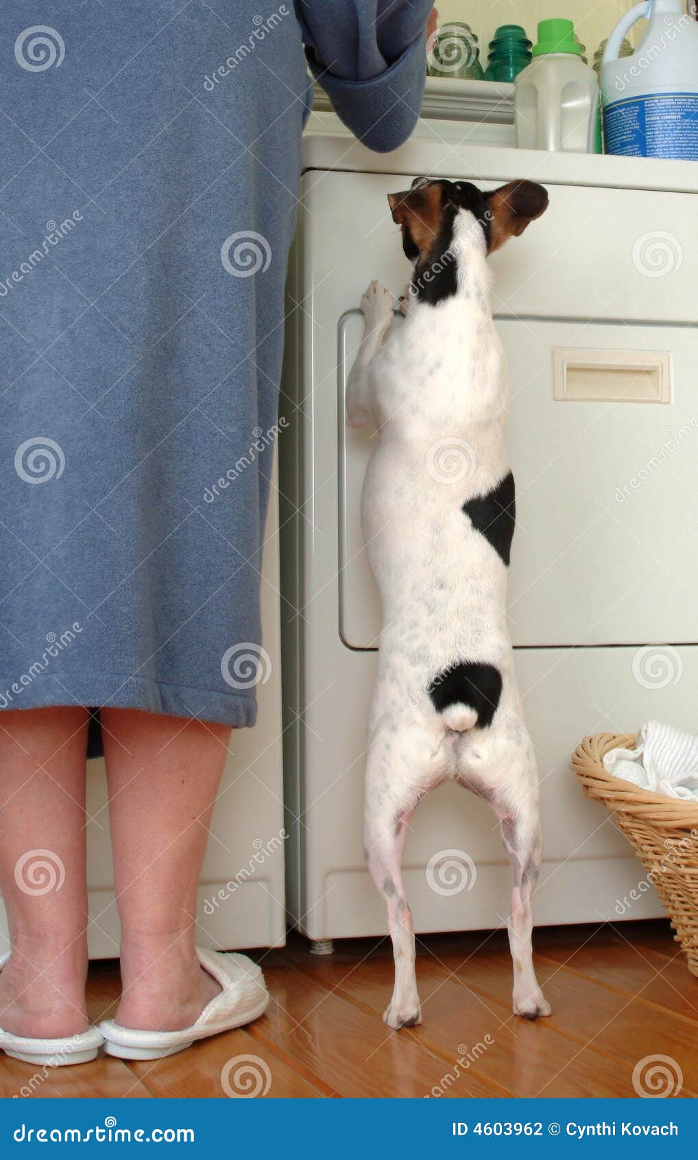 Laundry Helper stock photo. Image of assistance, helping - 4603962