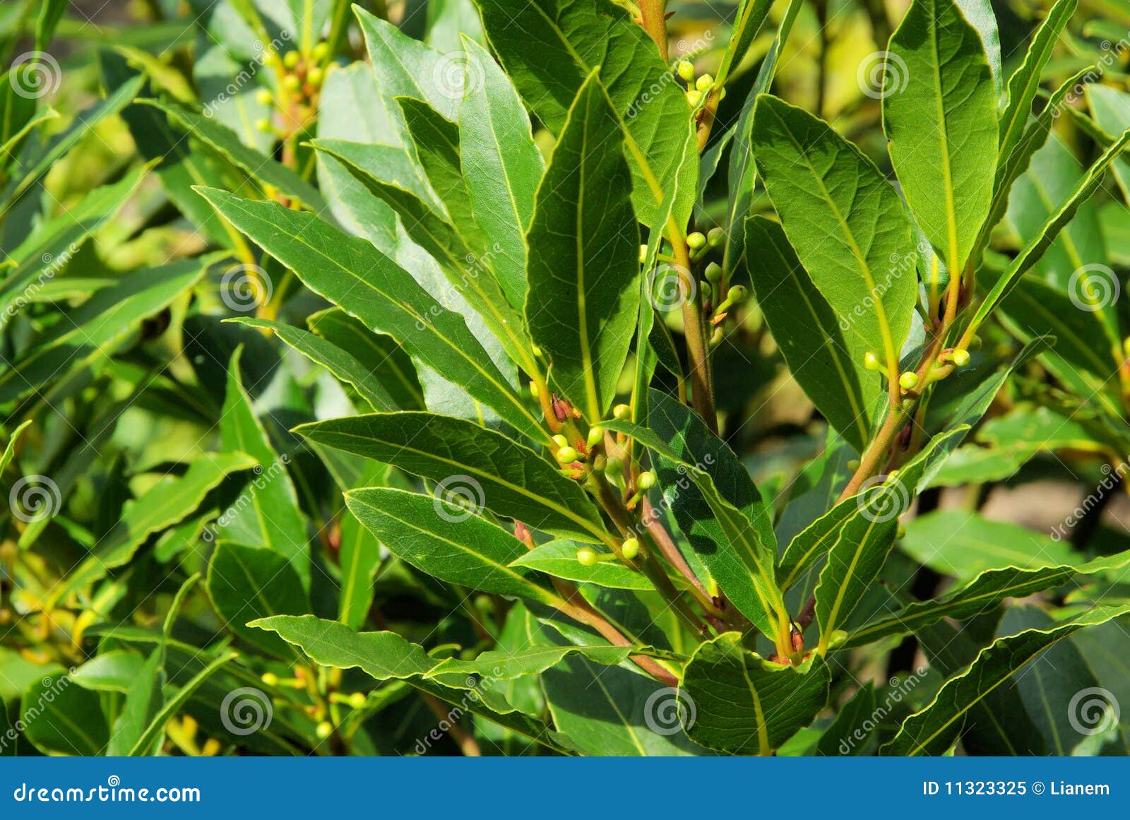 Laurel stock image. Image of plant, spices, leaves, laurel - 11323325