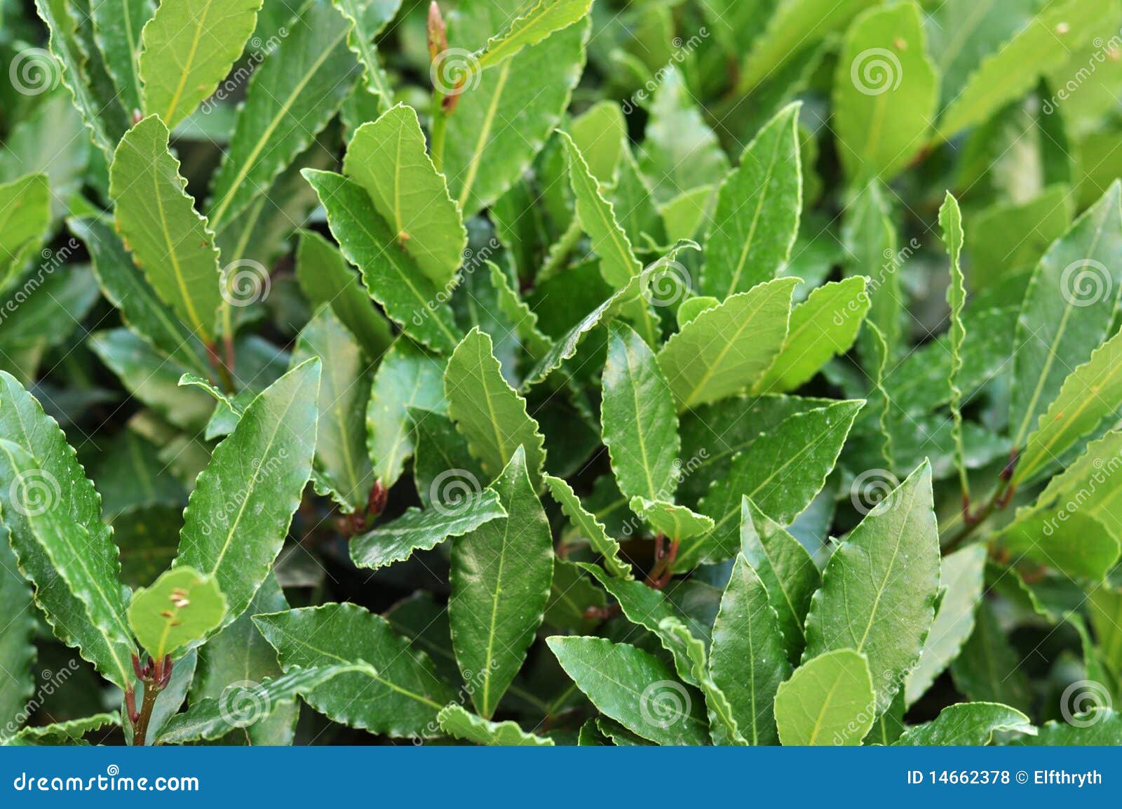 Laurel stock photo. Image of laurel, green, horizontal - 14662378