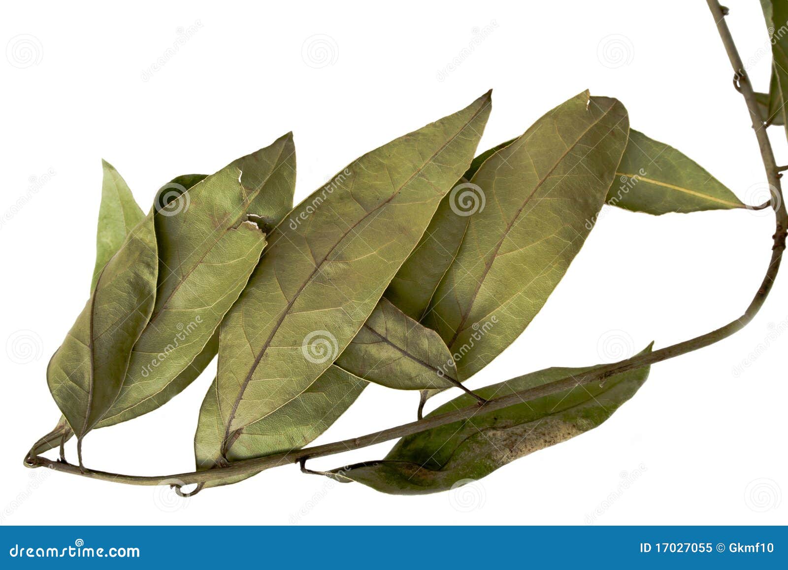 Laurel stock image. Image of healthy, culture, object - 17027055