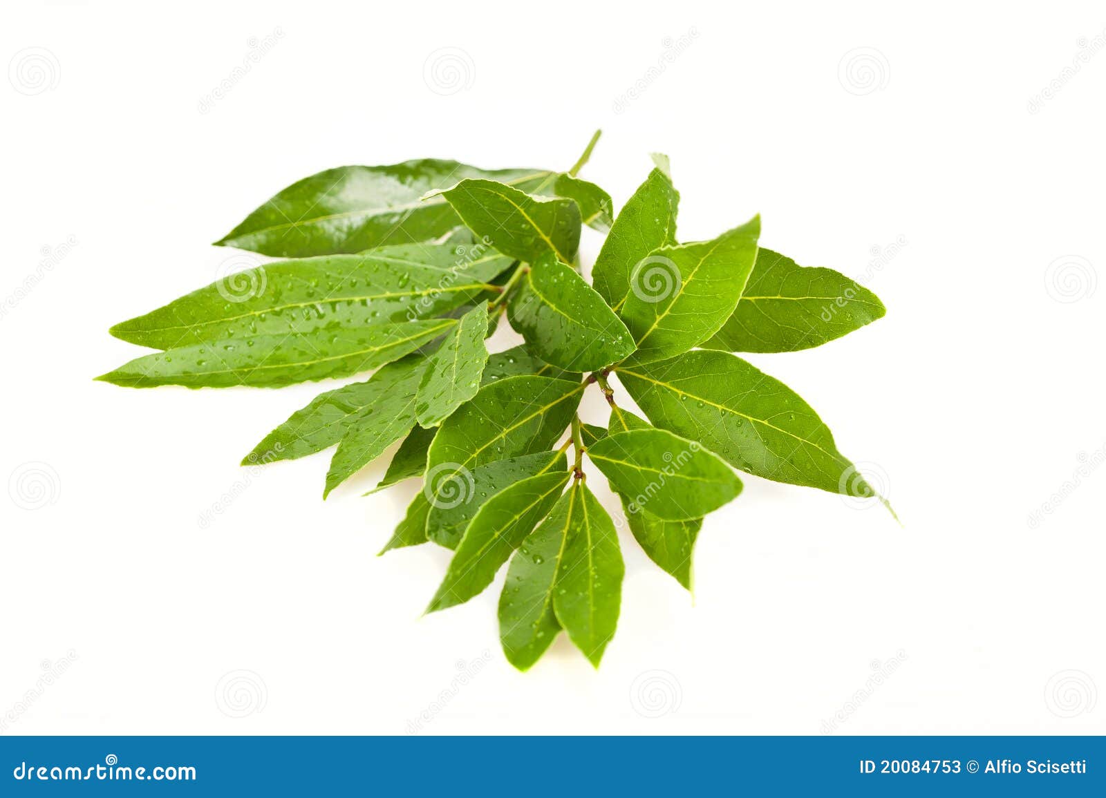 Laurel stock image. Image of food, ingredient, green - 20084753