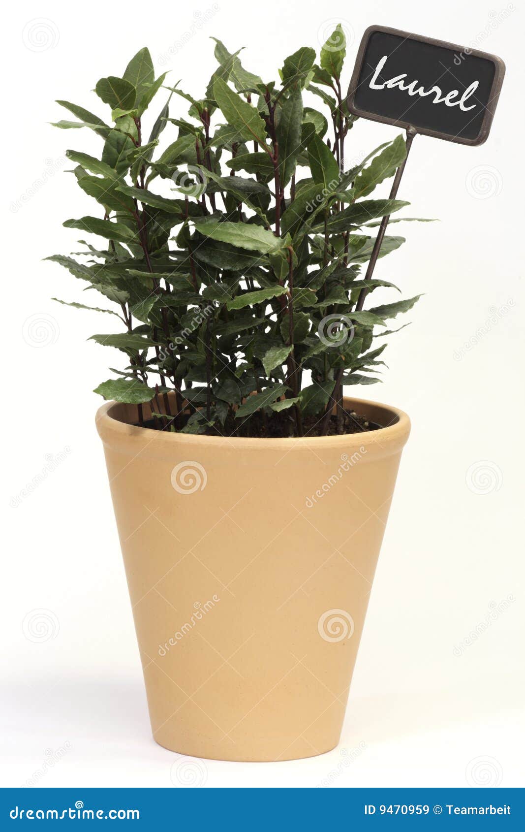 Laurel stock image. Image of bush, plant, herb, tree, nutrition - 9470959