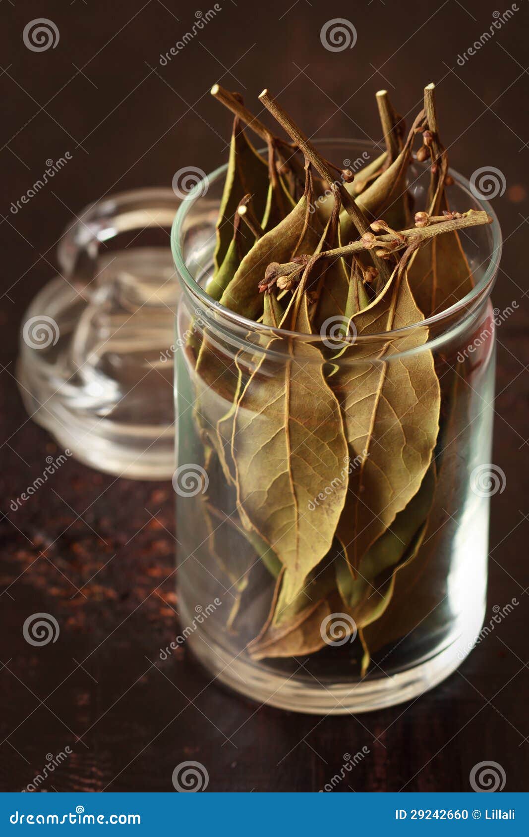 Laurel bay leaves. stock photo. Image of culture, plant - 29242660