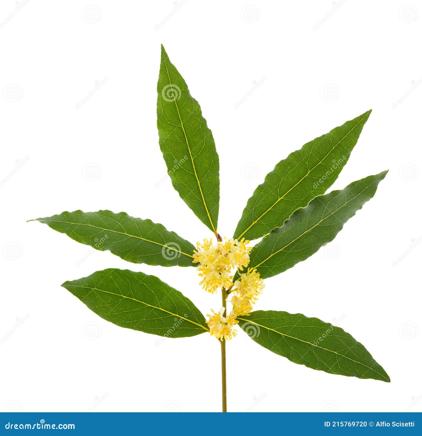 Laurel Branch Stock Image | CartoonDealer.com #42678043