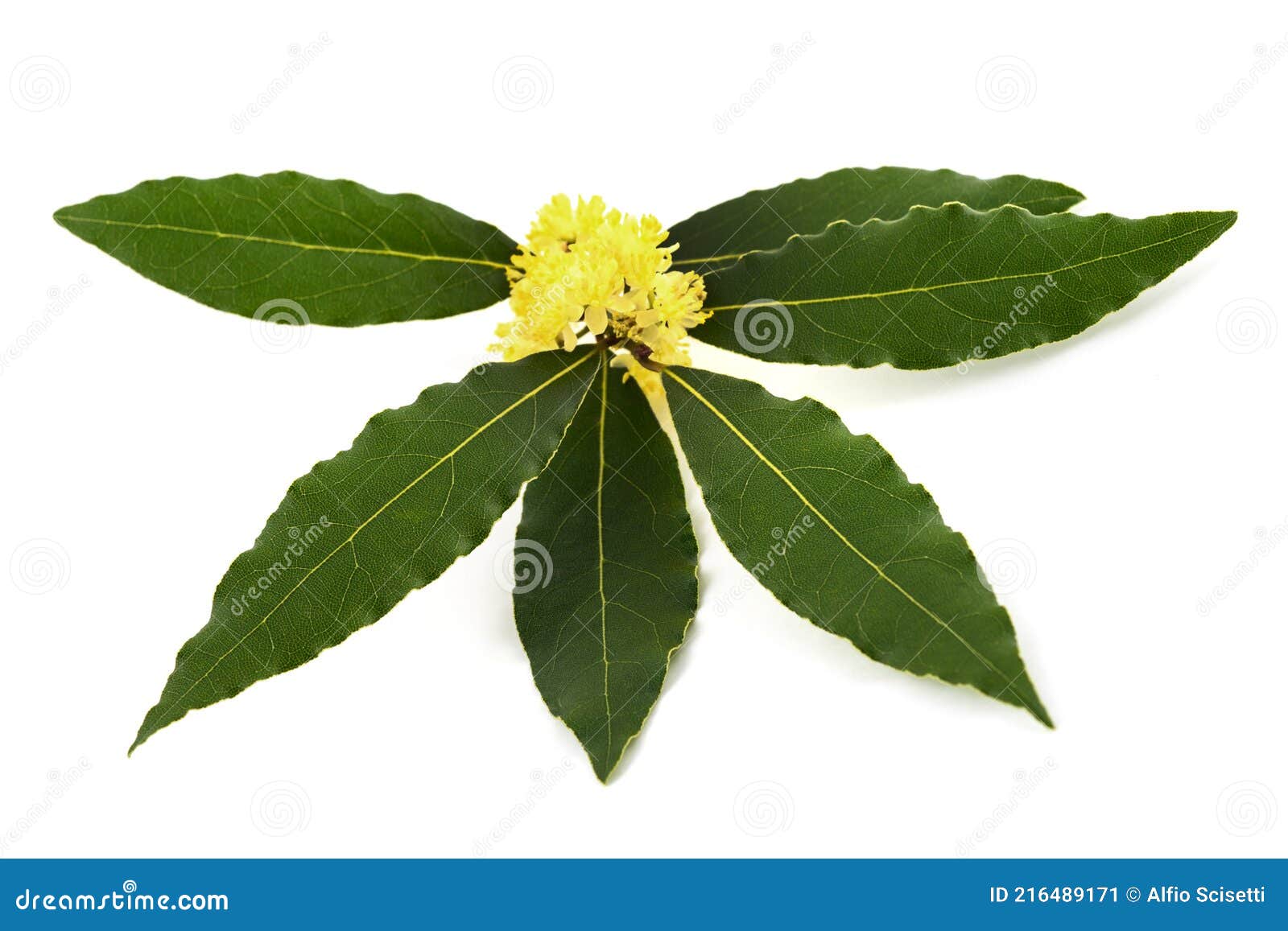 Laurel Branch Stock Image | CartoonDealer.com #42678043