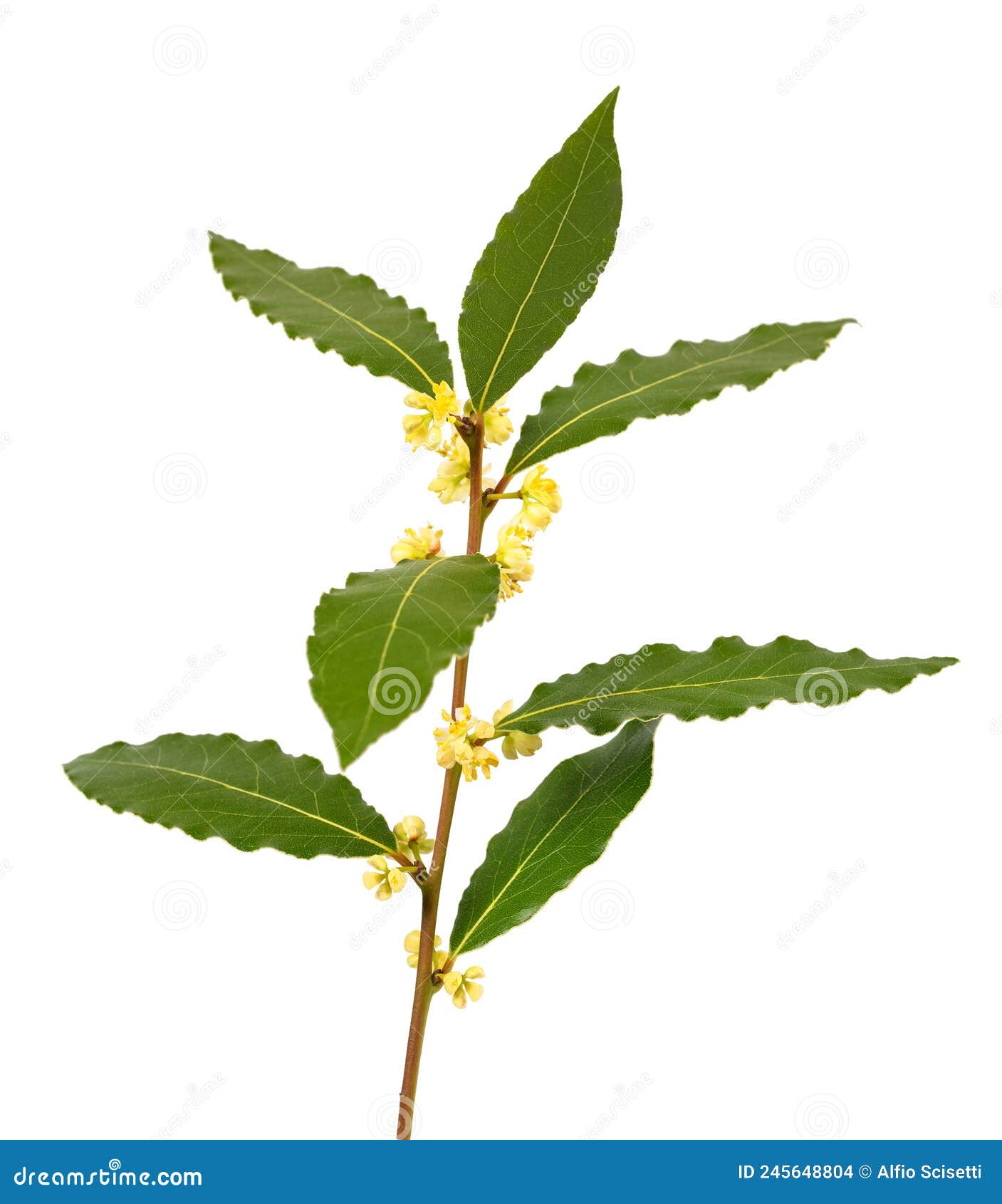 Laurel Branch Royalty-Free Stock Photo | CartoonDealer.com #42678141