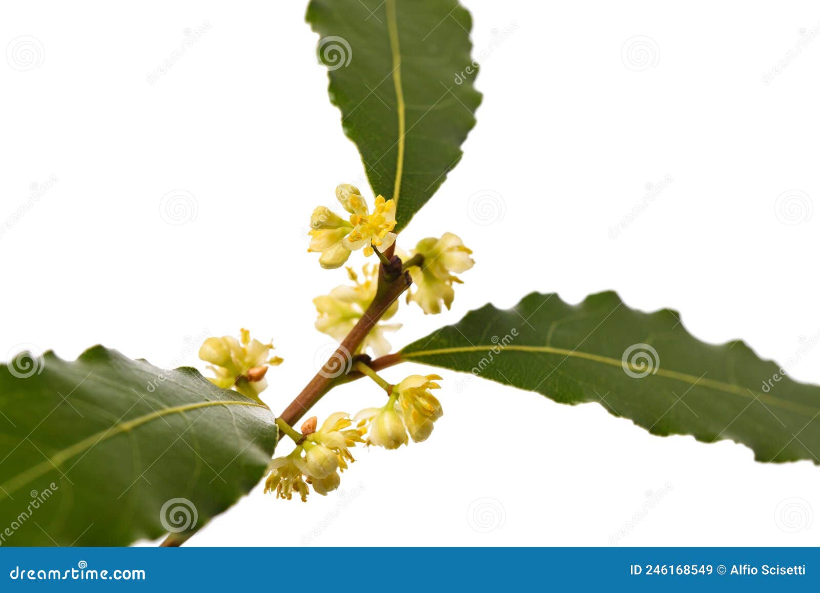 Laurel branch with flowers stock image. Image of branch - 246168549