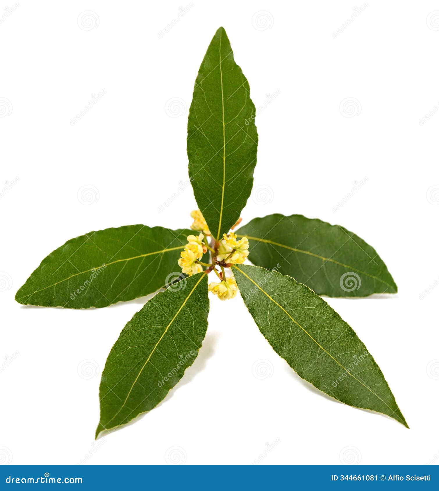 Laurel Branch Royalty-Free Stock Photo | CartoonDealer.com #42678141