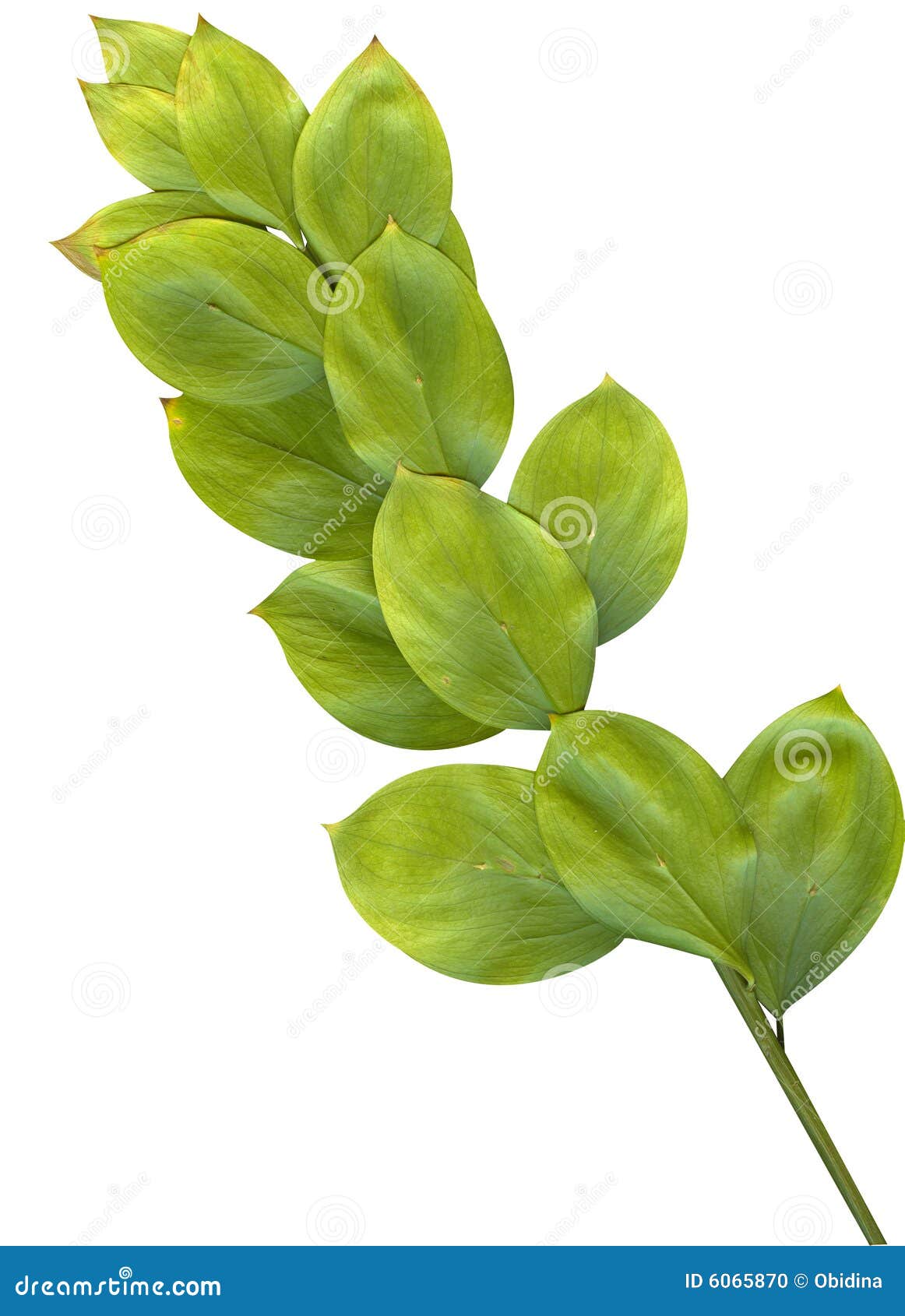 Laurel Branch Isolated on White. Stock Photo - Image of vine, leaf: 6065870