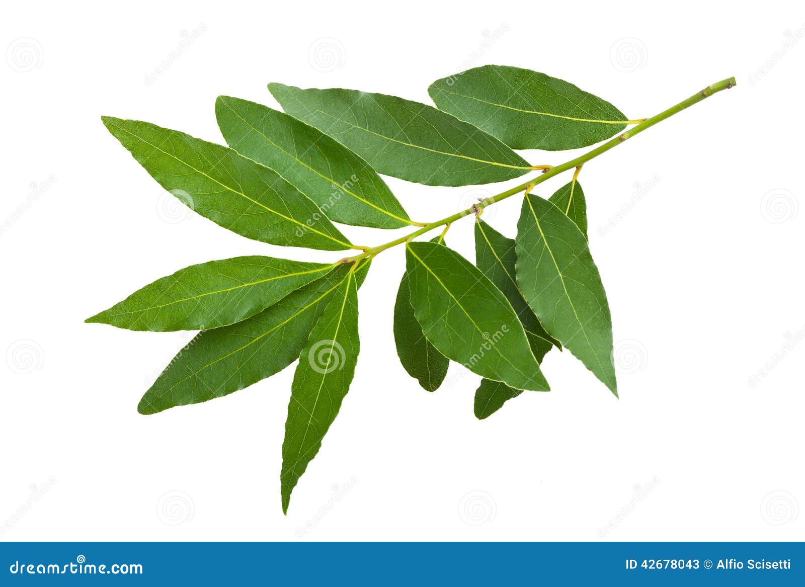 Laurel branch stock image. Image of condiment, seasoning - 42678043