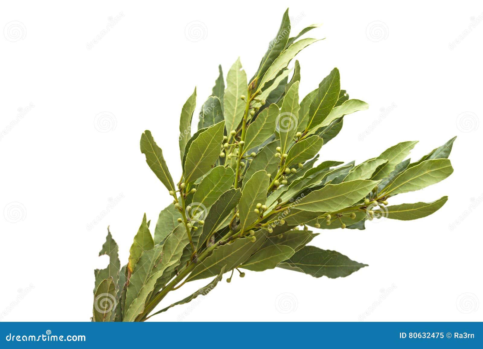 Laurel branch stock image. Image of plant, branch, people - 80632475