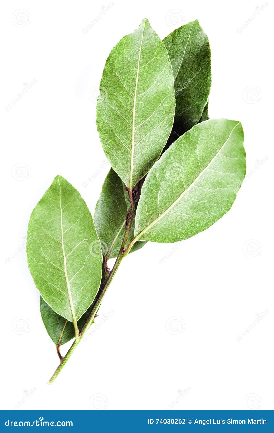 Laurel Branch Isolated on White Background Stock Photo - Image of ...