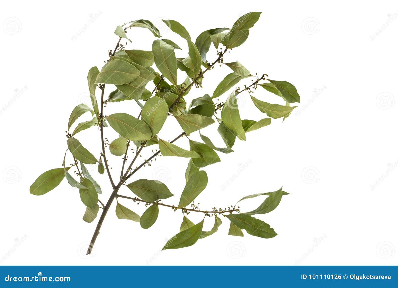 Laurel branch with leaves stock photo. Image of component - 101110126