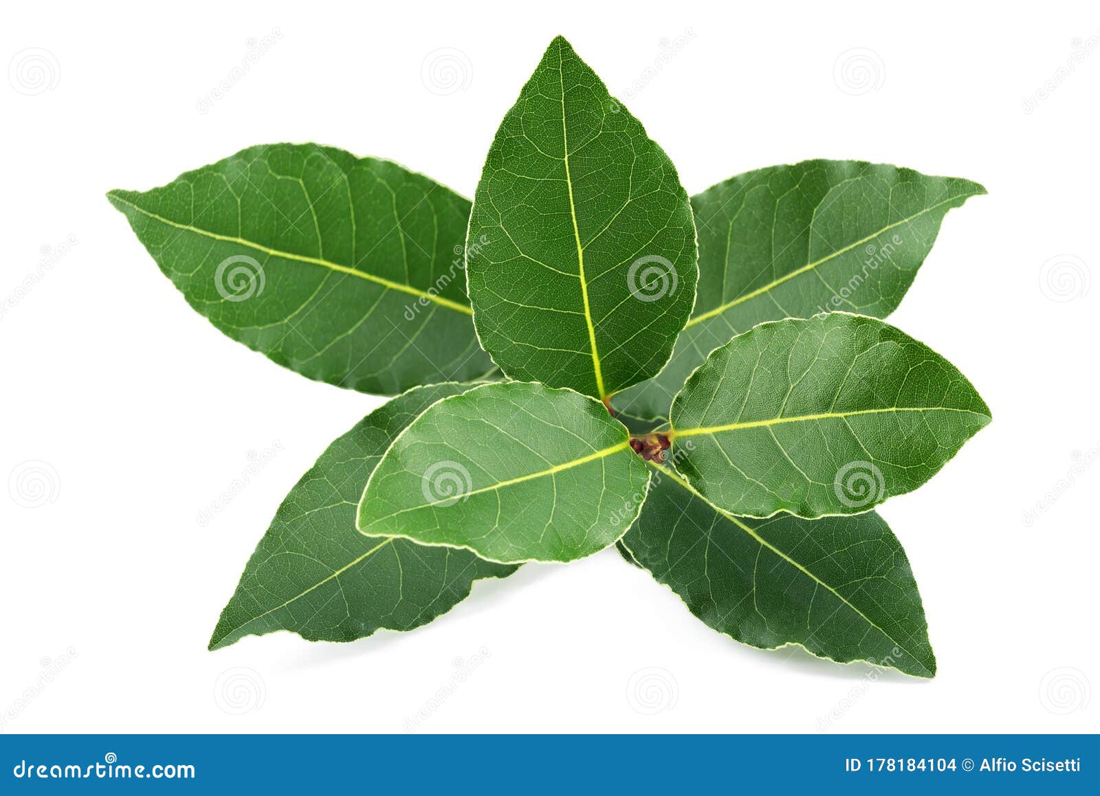 Laurel Branch Stock Image | CartoonDealer.com #42678043