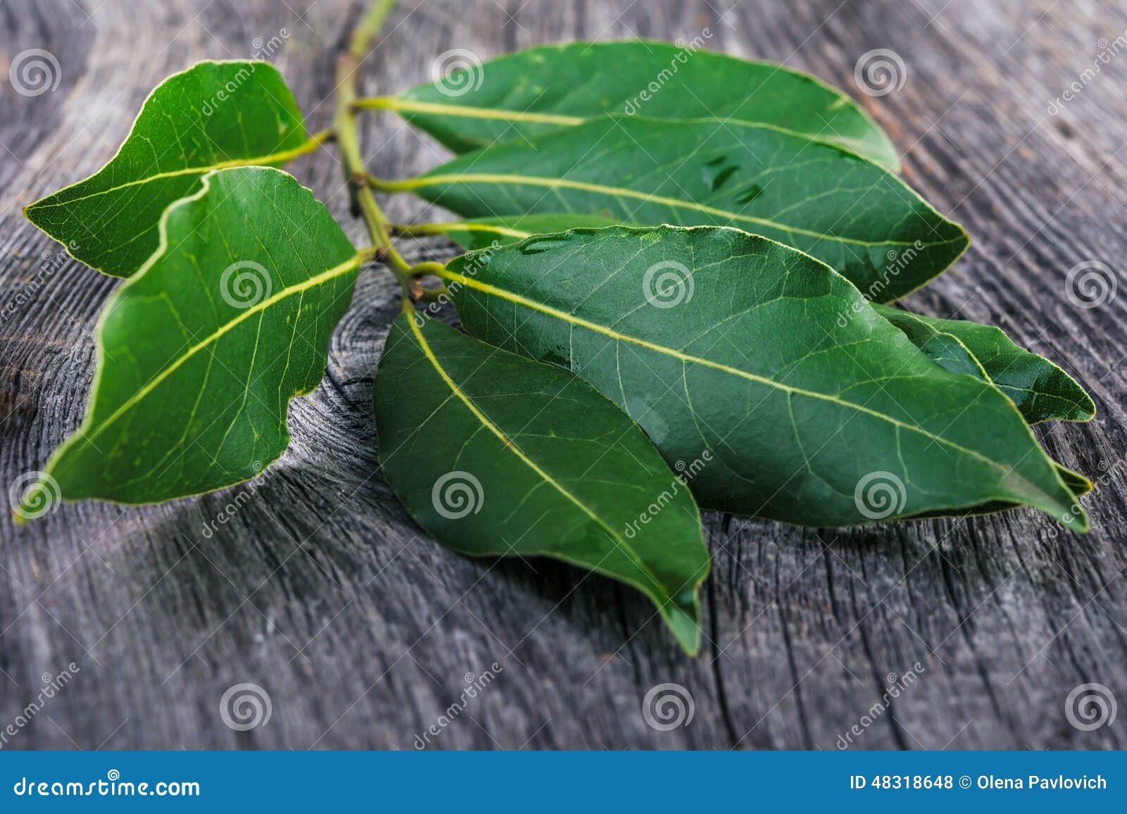 Laurel branch stock photo. Image of plant, spice, healthy - 48318648