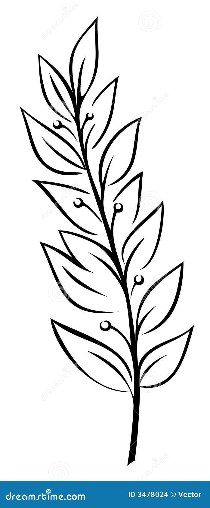 Laurel Branch (Vector) stock vector. Illustration of olive - 3478024