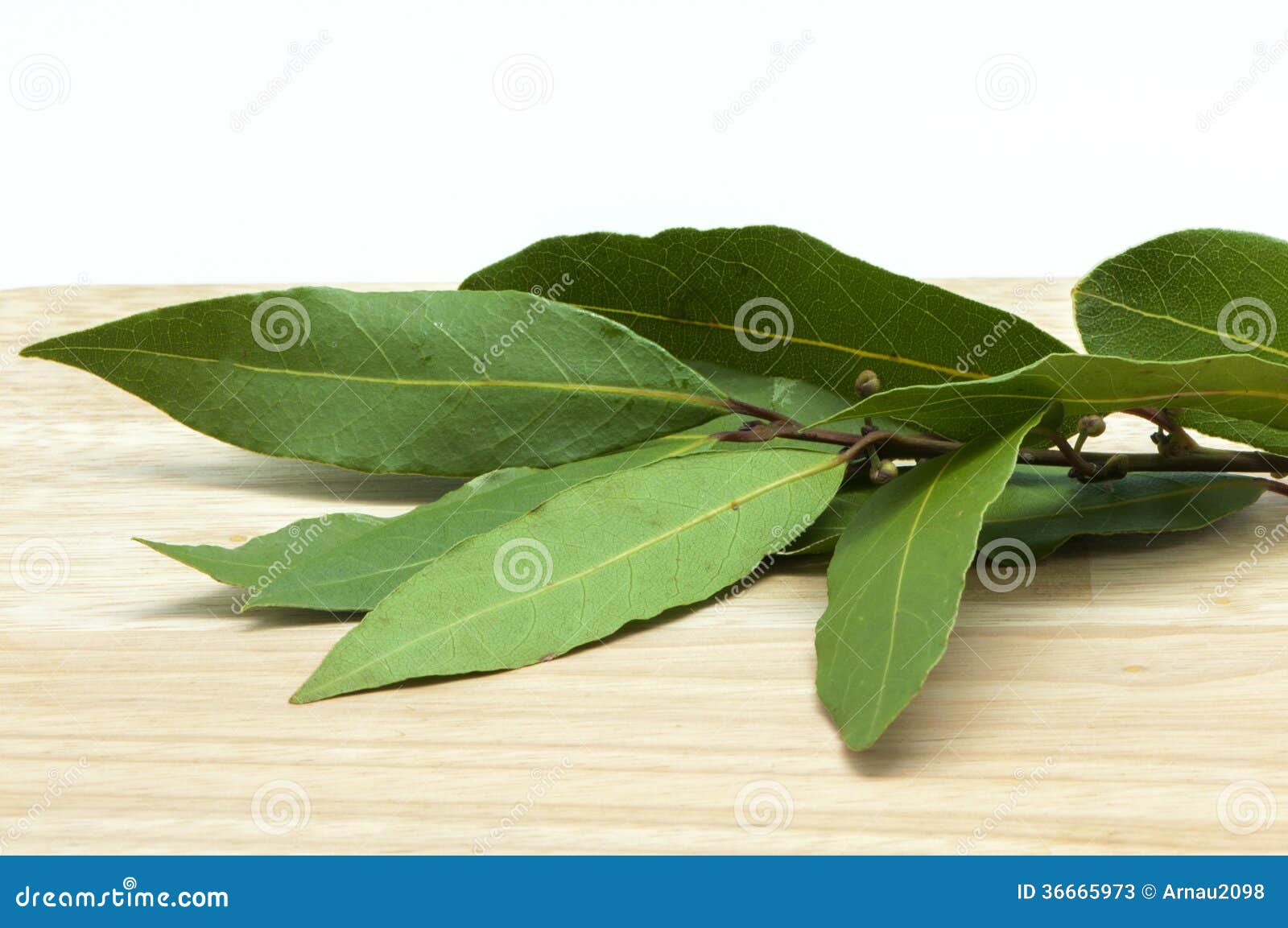 Laurel branch stock image. Image of leafs, background - 36665973