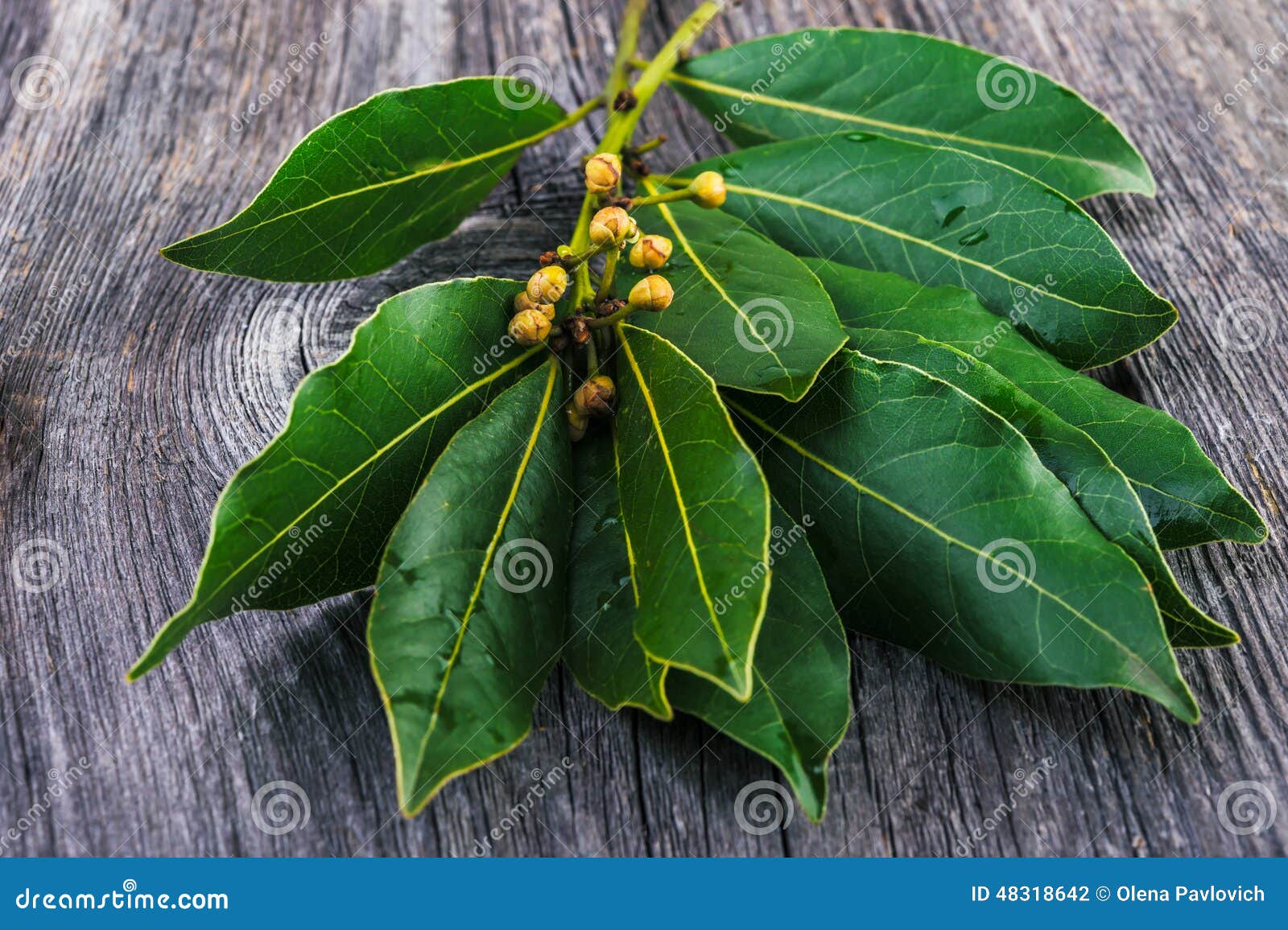 Laurel branch stock photo. Image of fresh, food, white - 48318642