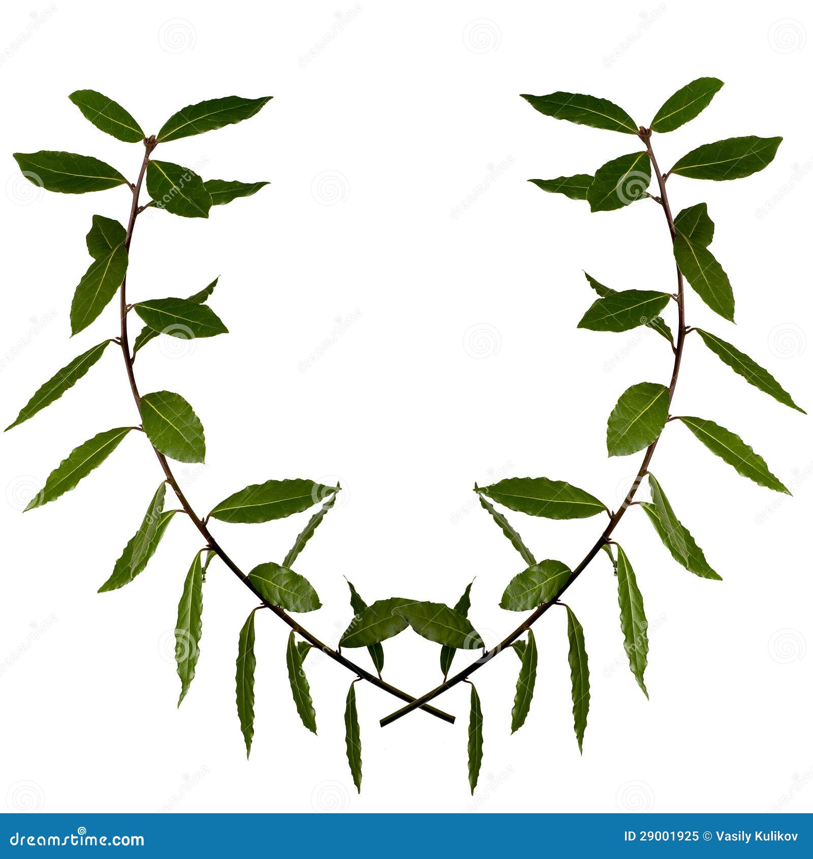 Laurel branches stock image. Image of leaf, plant, branch - 29001925