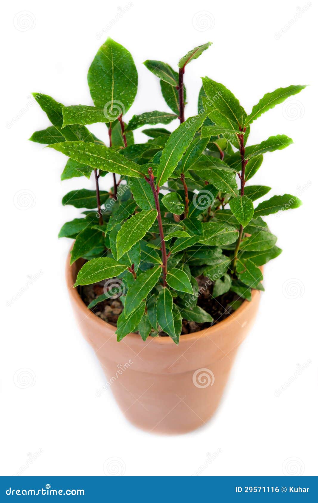 Laurel De Bahía (nobilis Del Laurus) Foto de archivo - Imagen de verde ...