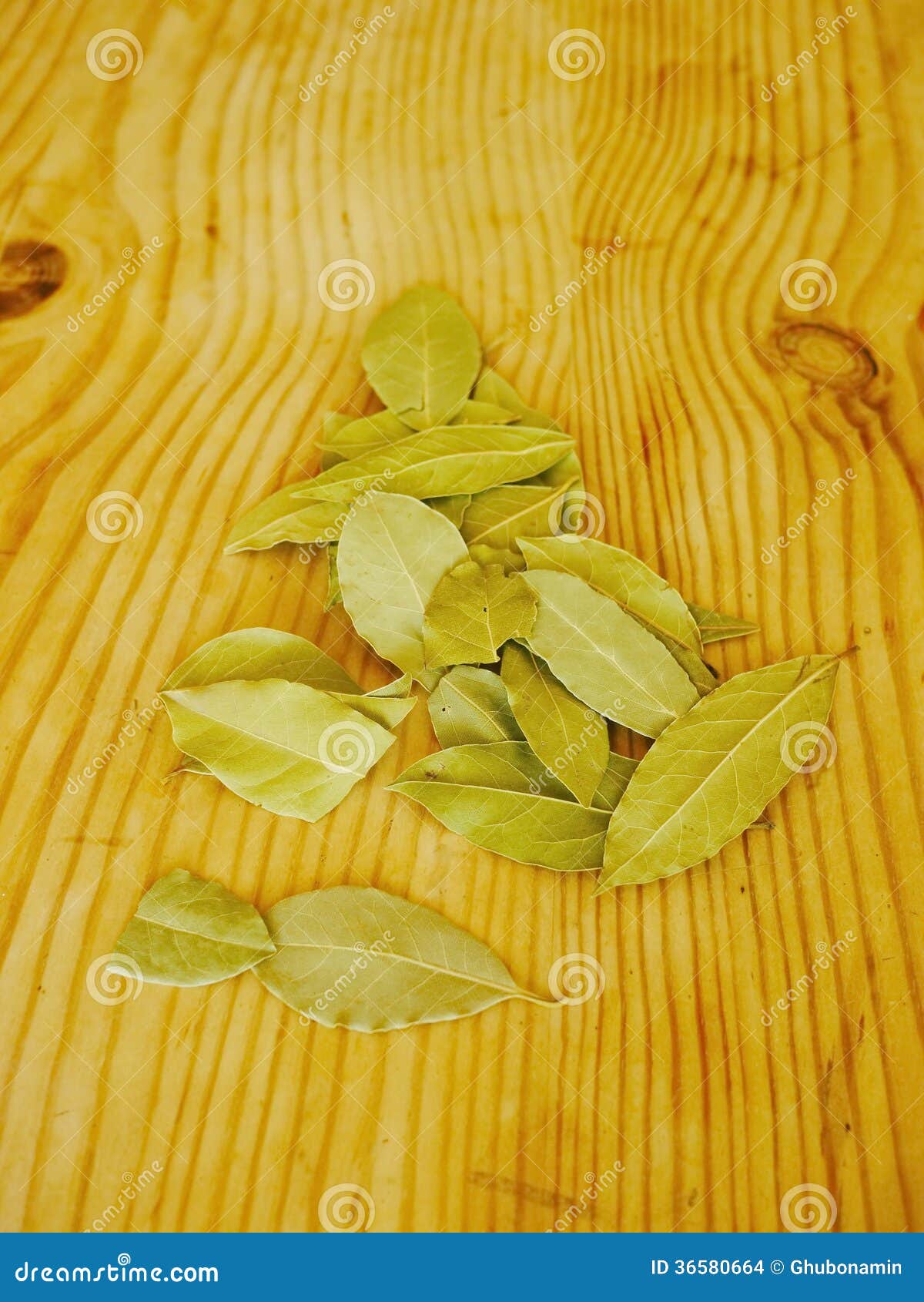 Laurel stock photo. Image of background, flavor, laurel - 36580664