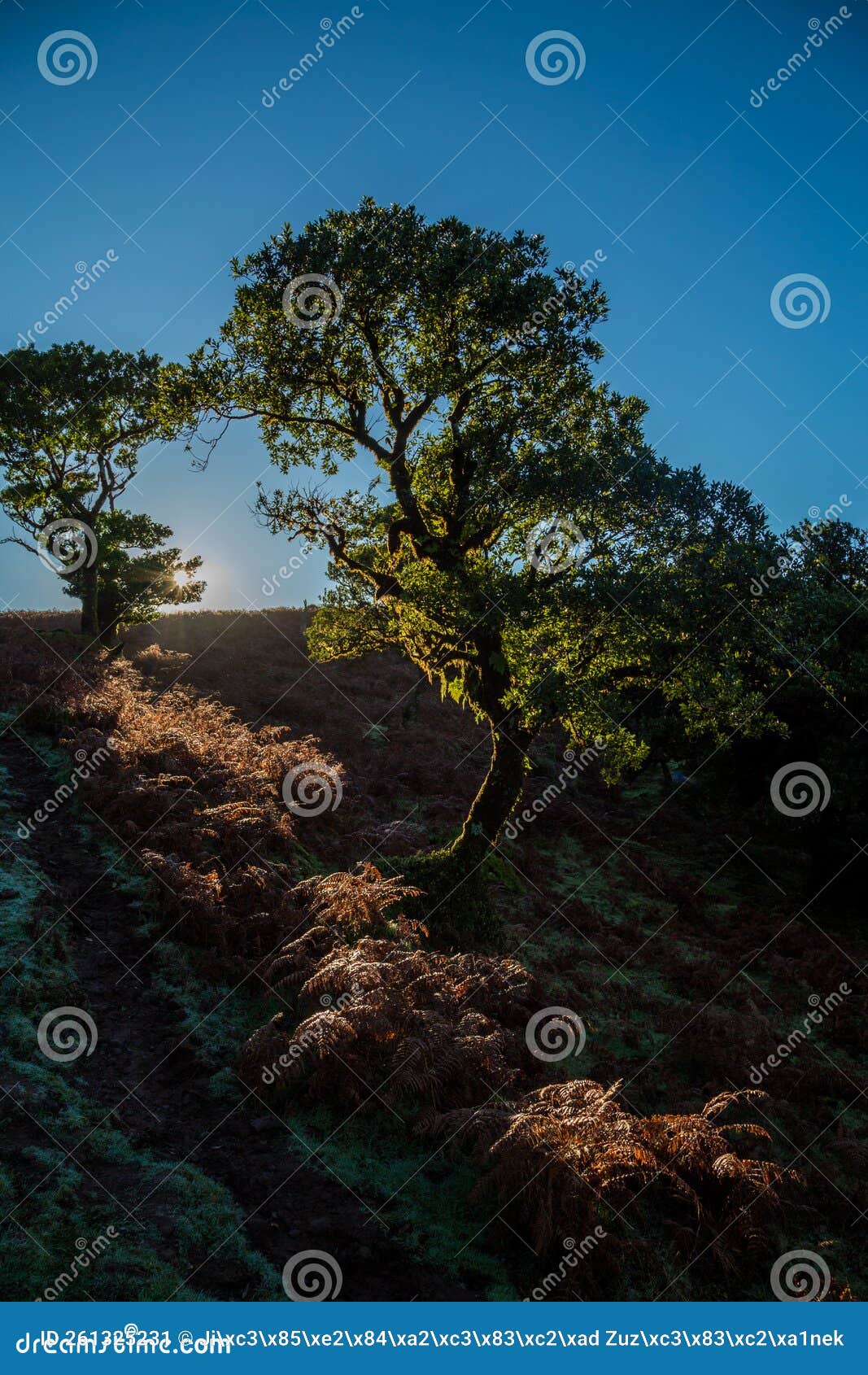 Laurel Forests Fanal Madeira Stock Image - Image of fanal, adults ...