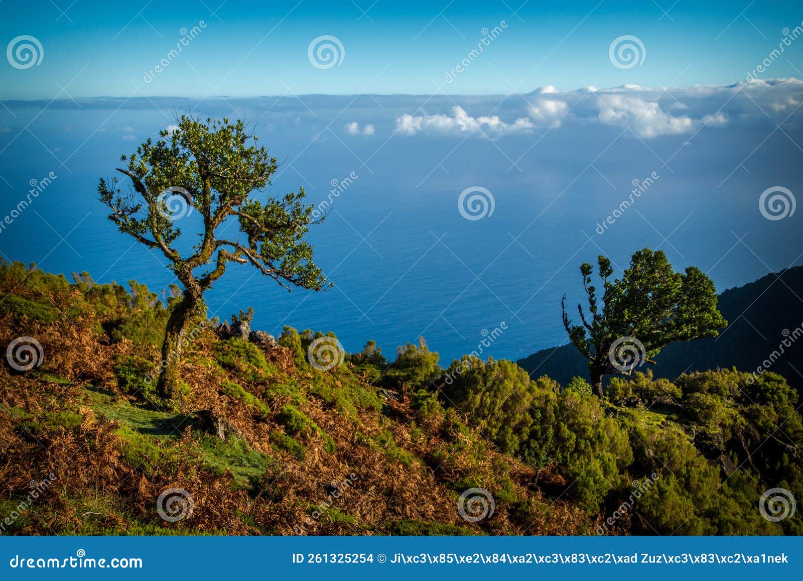 Laurel Forests Fanal Madeira Stock Photo - Image of leisure, plant ...