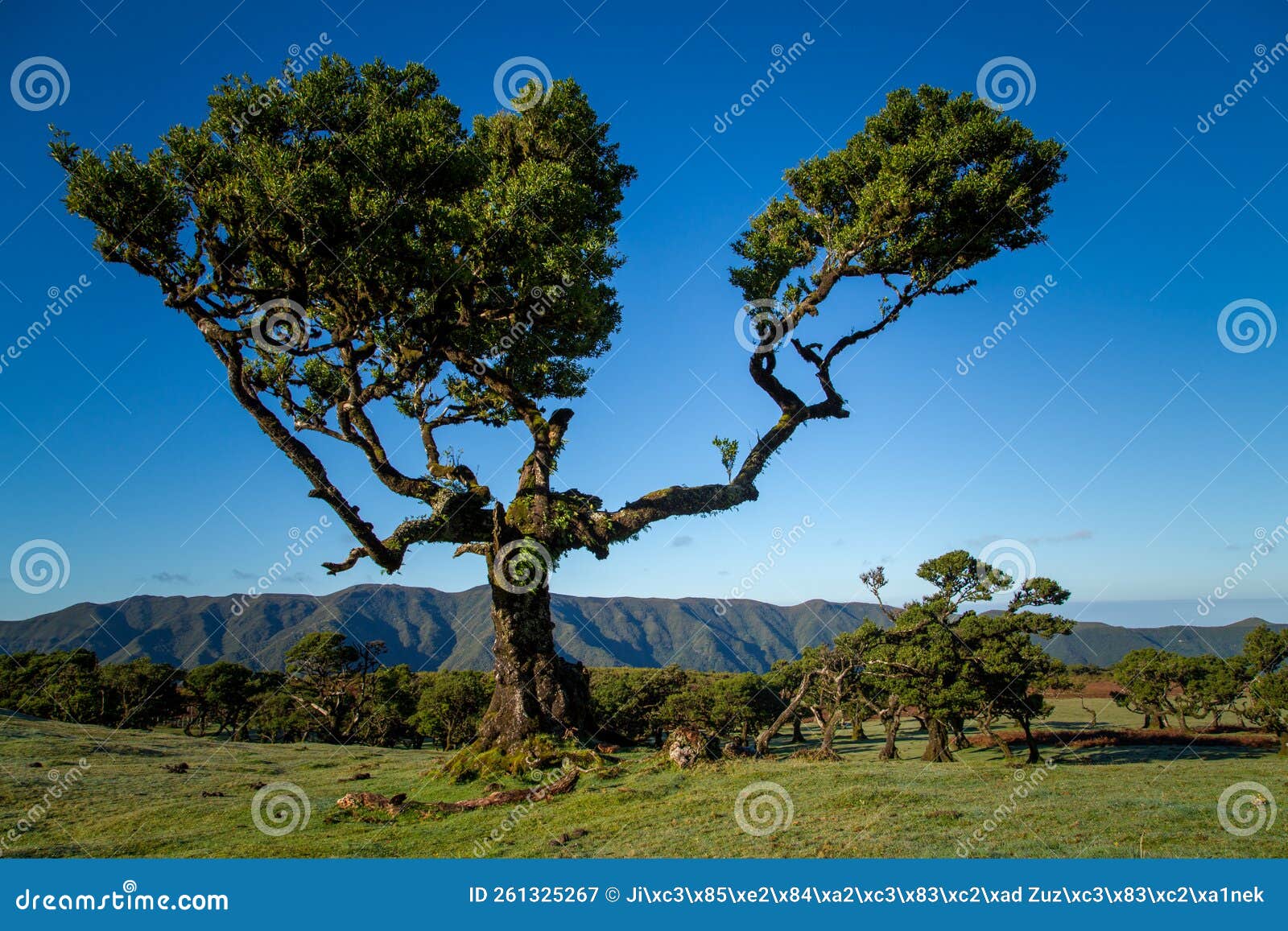 Laurel Forests Fanal Madeira Stock Image - Image of eternity, natural ...