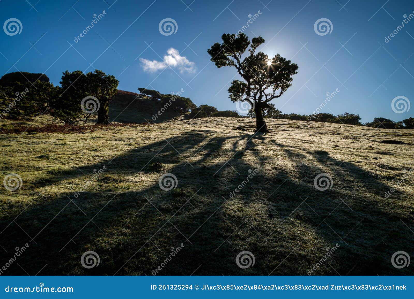 Laurel Forests Fanal Madeira Stock Photo - Image of environment ...
