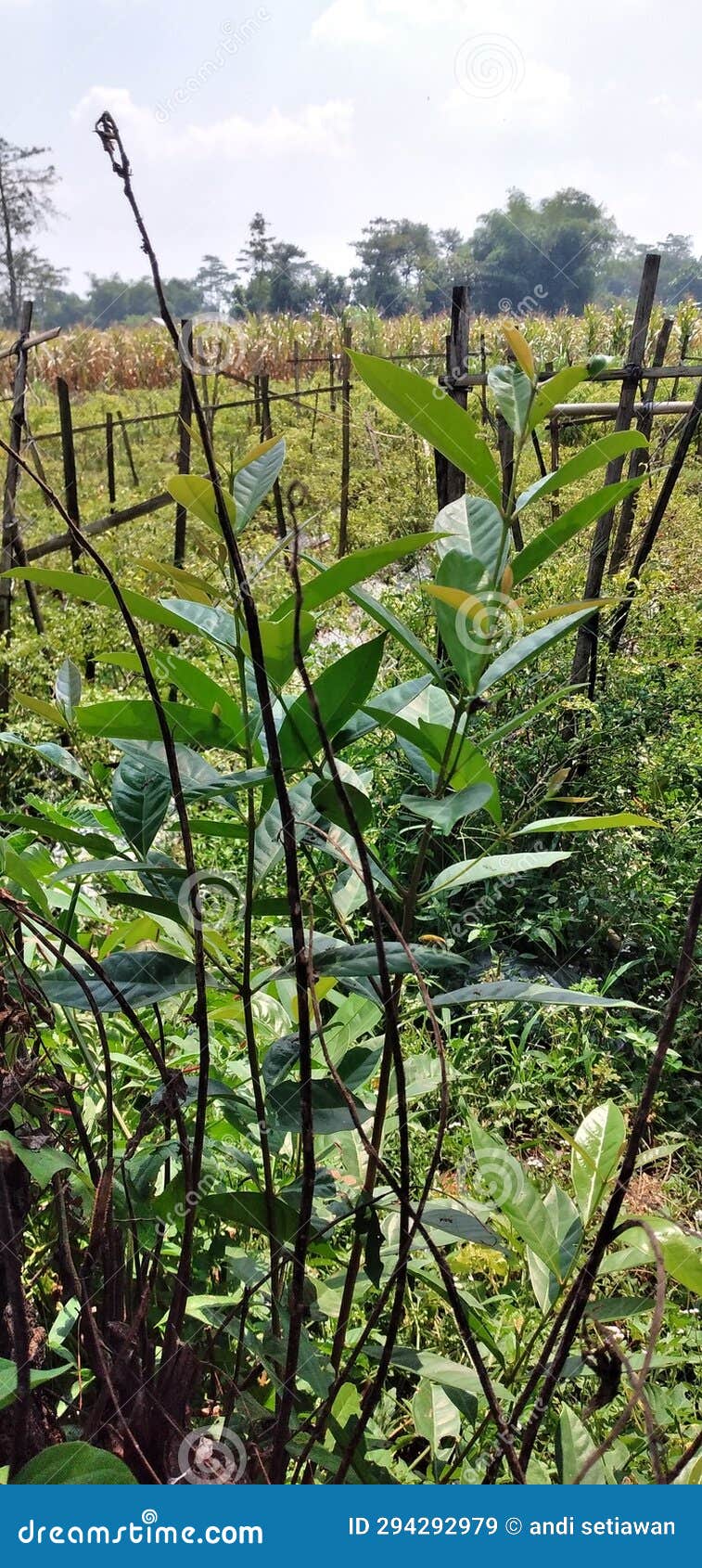 Laurel Grows Attached To Tree Roots Stock Image - Image of grows, tree ...