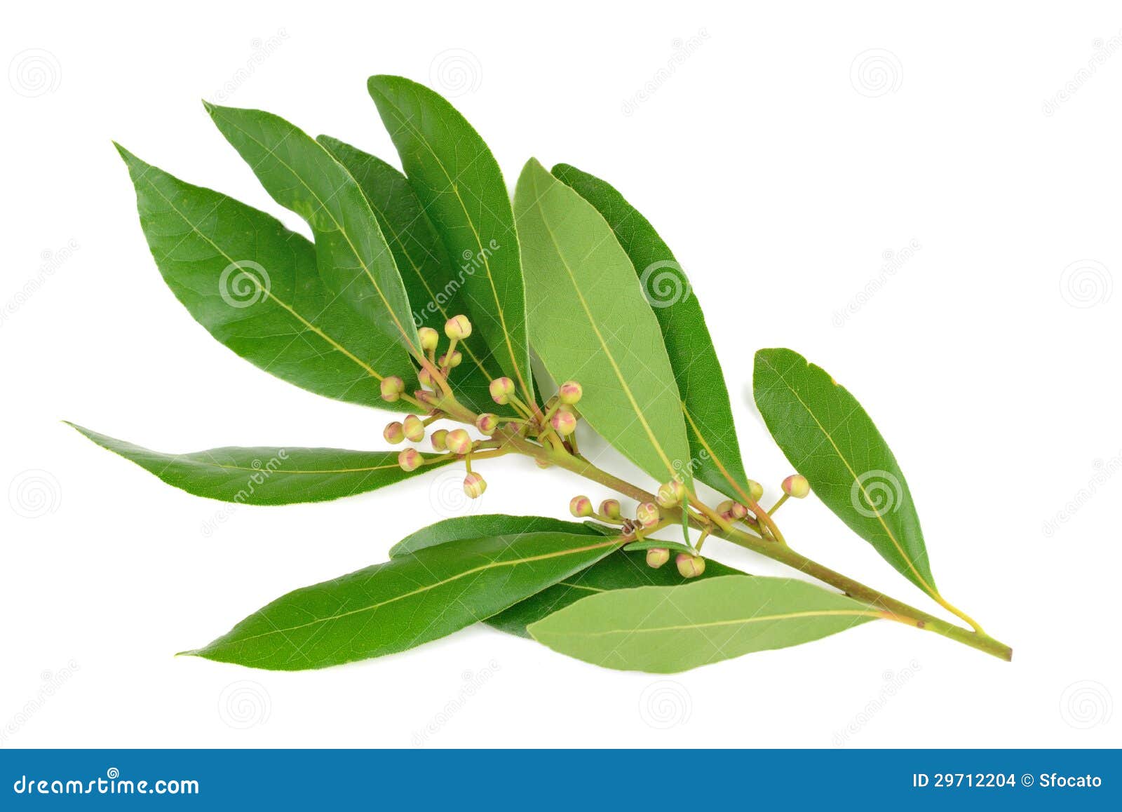 Laurel isolated on white stock photo. Image of garnish - 29712204