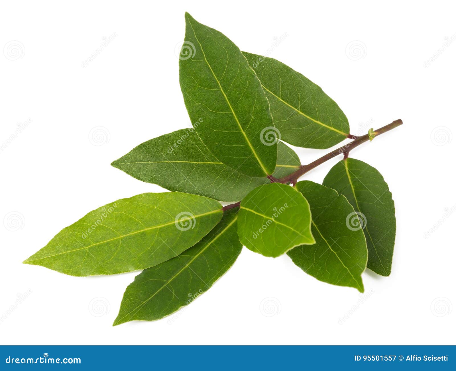 Laurus Nobilis - Bay Tree In White Pot Royalty-Free Stock Photography ...