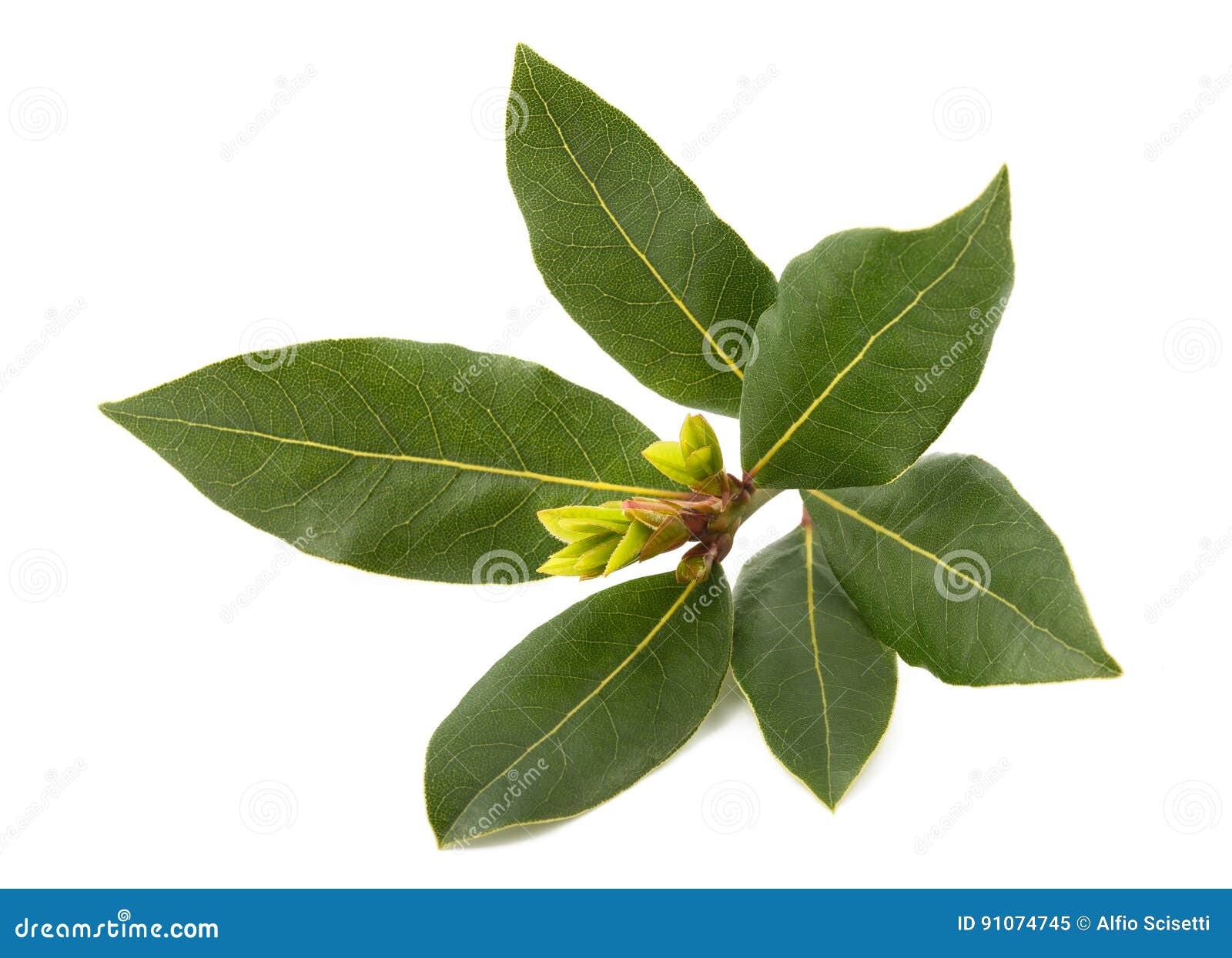 Laurel Laurus nobilis stock image. Image of bouquet, flavor - 91074745
