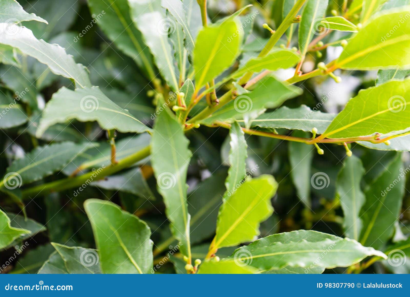 Laurel Laurus Nobilis Lauraceae Leaf Close Up Stock Photo - Image of ...