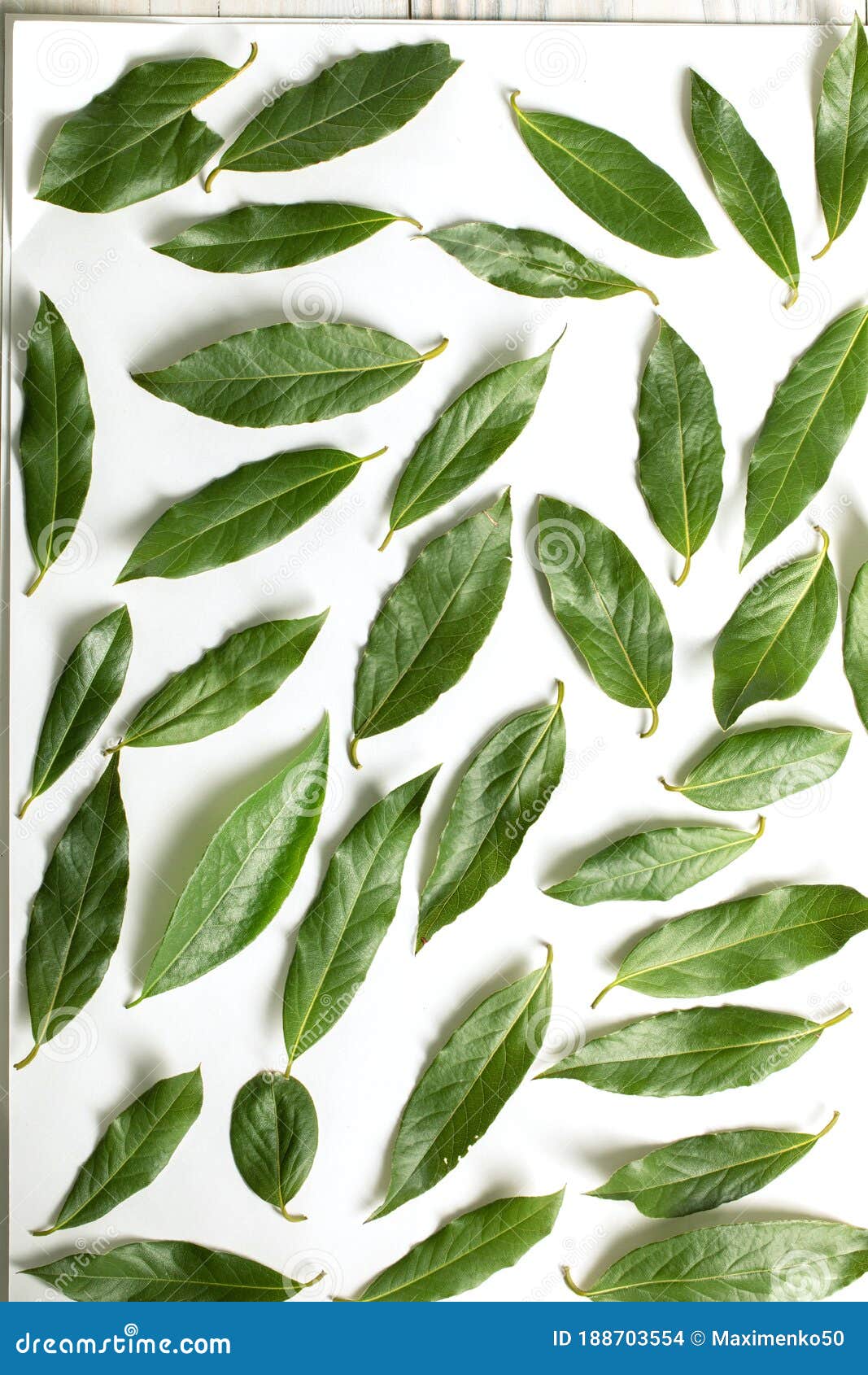 Laurel, Laurus Nobilis Leaf Background. Fresh Bay Leaves. Top View ...