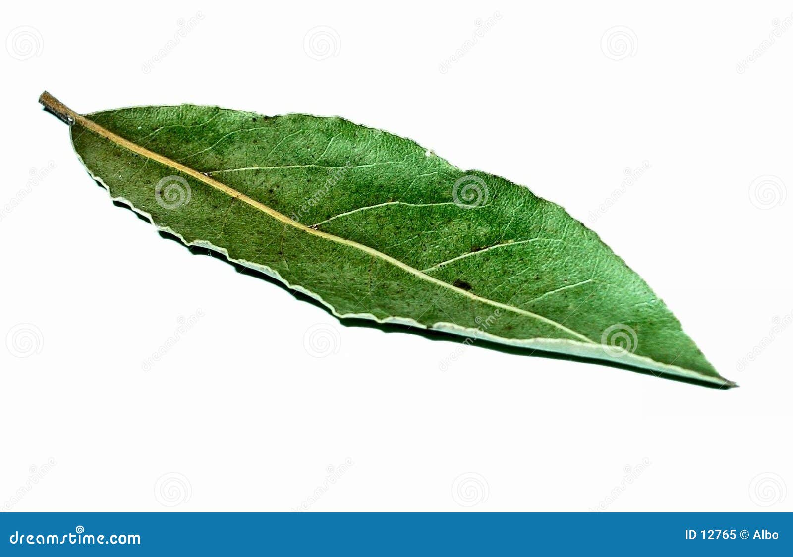 Laurel Leaf Royalty-Free Stock Photography | CartoonDealer.com #57196493