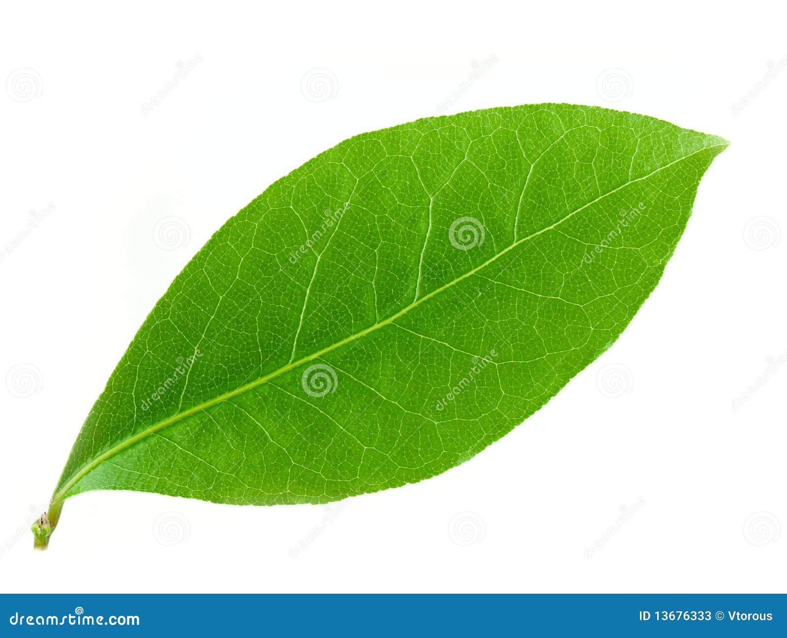Laurel leaf stock image. Image of herbarium, world, isolated - 13676333