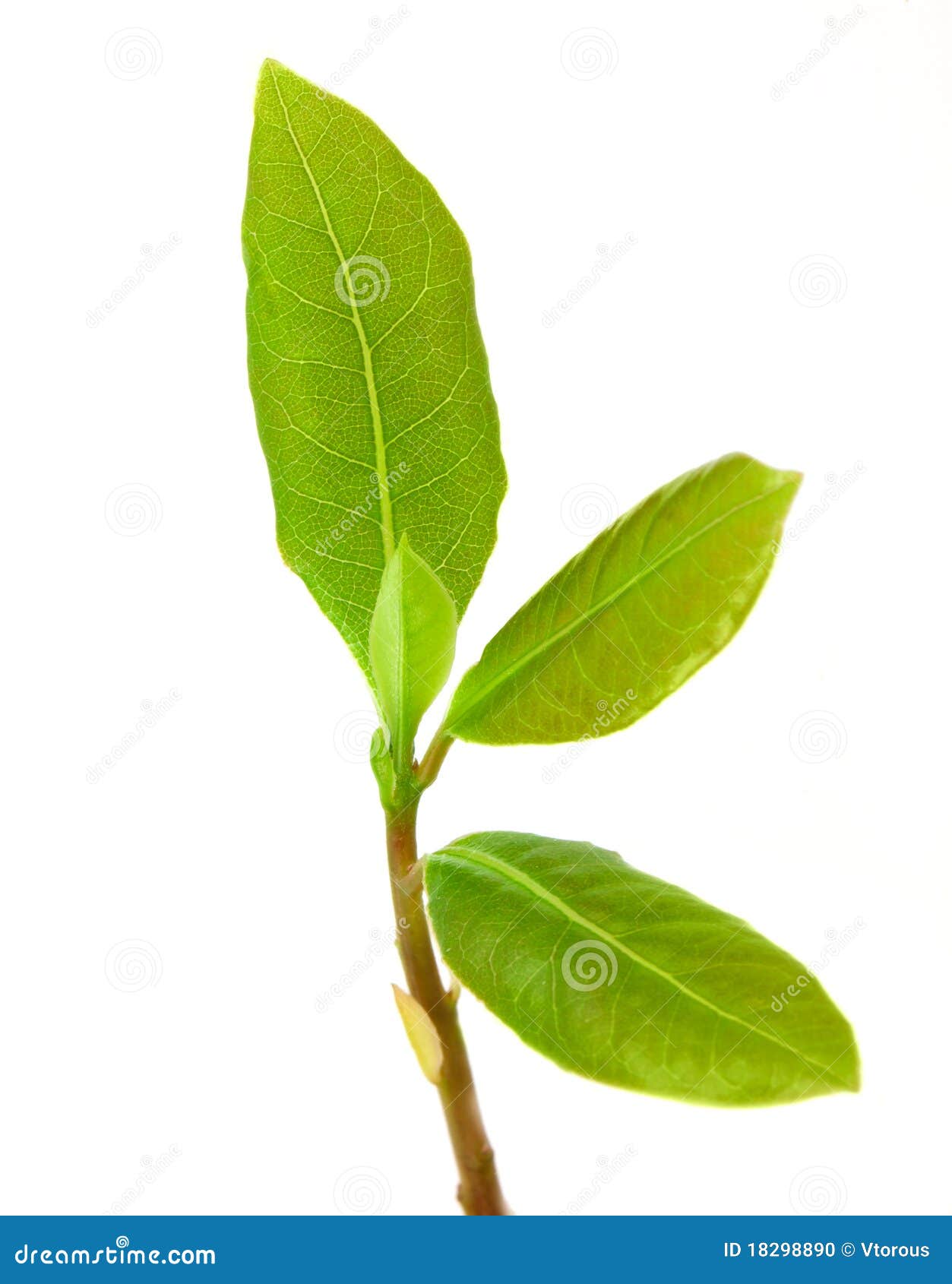 Laurel leaf stock photo. Image of isolated, nature, healthy - 18298890