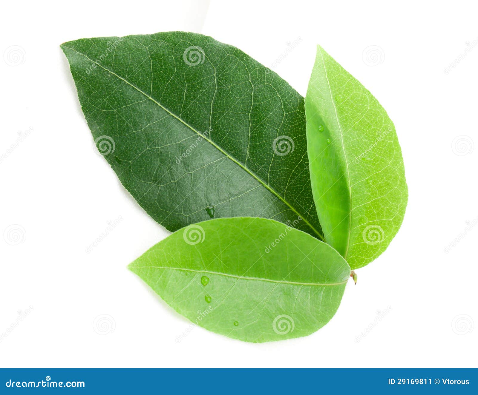 Laurel leaf stock image. Image of high, branch, angle - 29169811