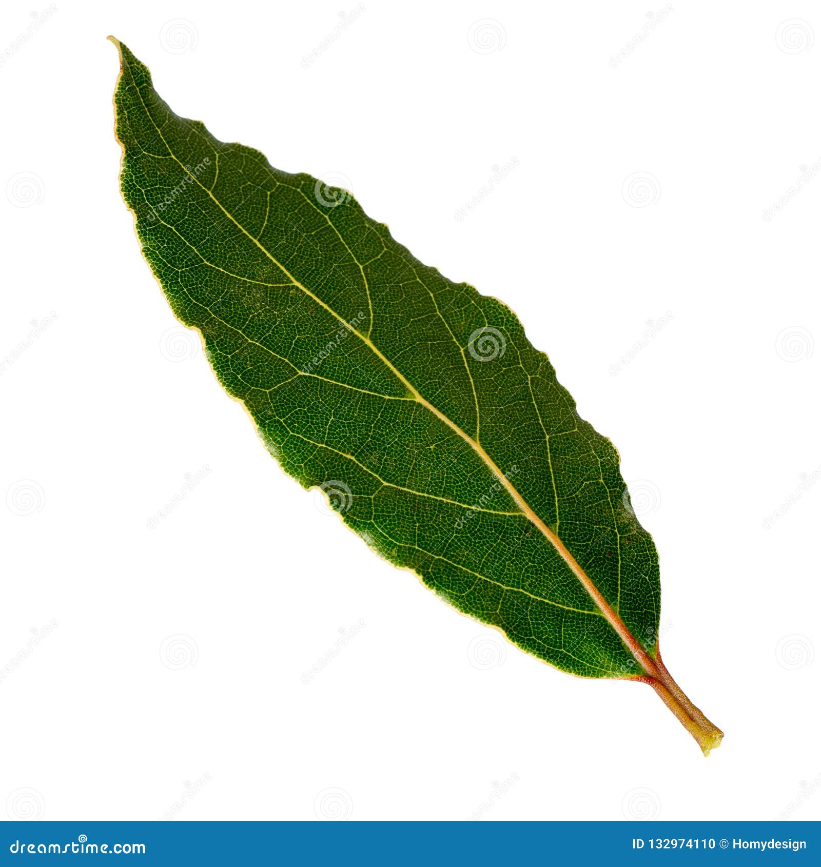 Laurel leaf isolated stock photo. Image of ingredient - 132974110