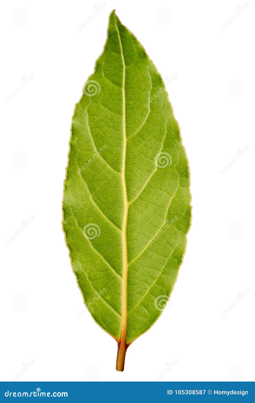 Laurel leaf isolated stock image. Image of nature, herbal - 105308587
