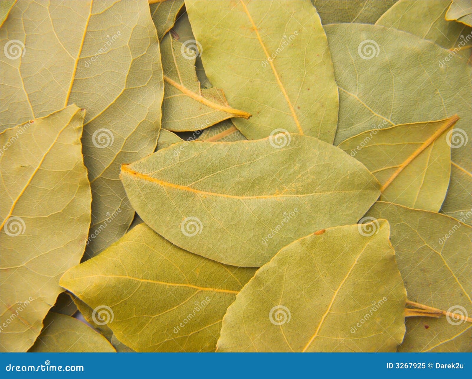 Laurel leafs stock image. Image of closeup, aromatic, laurel - 3267925