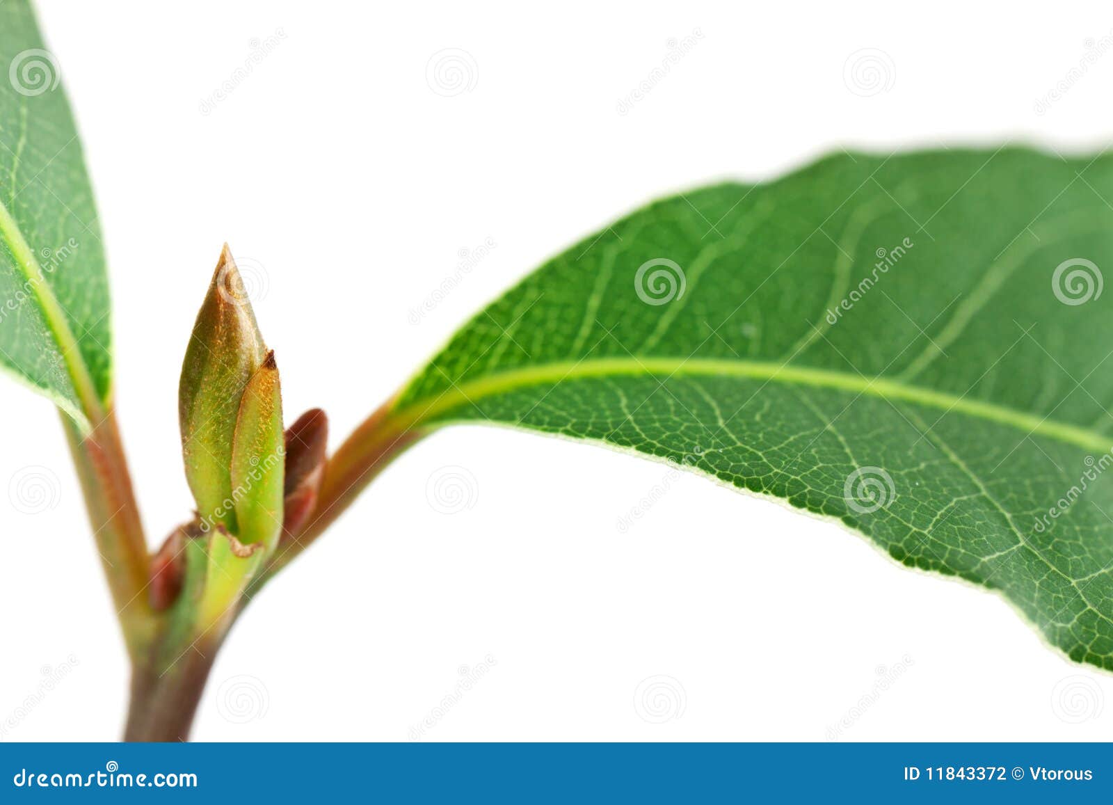 Laurel leave stock photo. Image of botany, food, plant - 11843372
