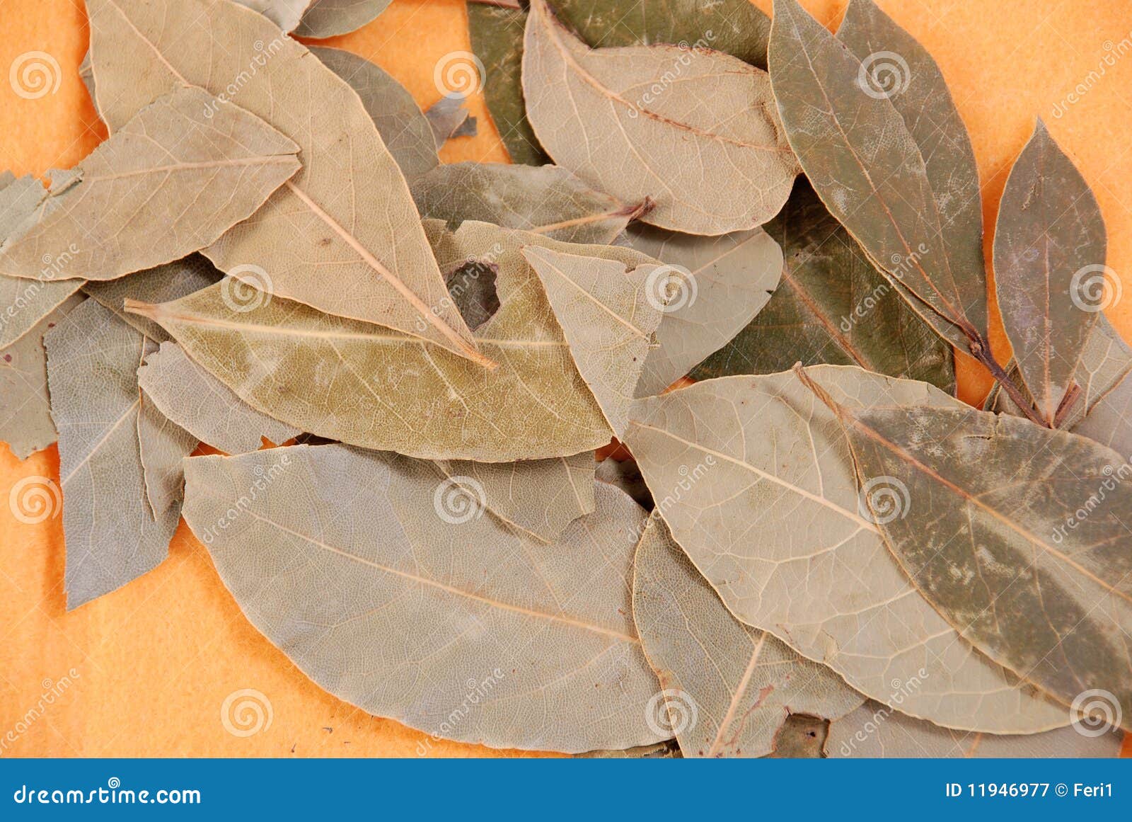 Laurel leaves stock image. Image of fall, green, brittle - 11946977