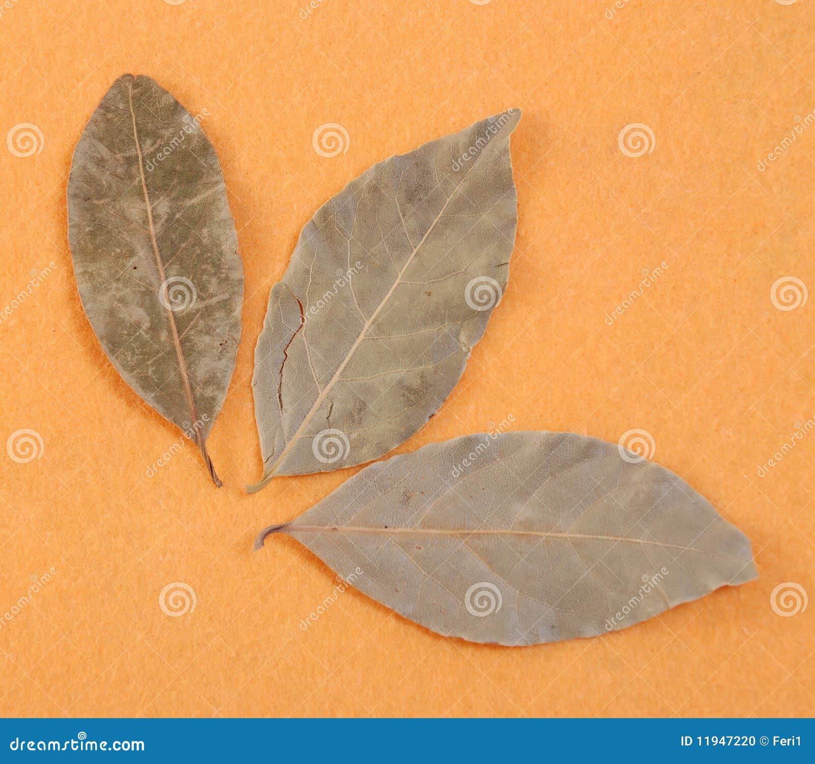 Laurel leaves stock photo. Image of deciduous, fabric - 11947220