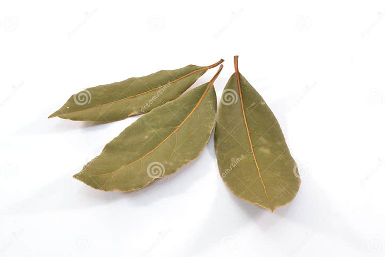 Laurel leaves stock image. Image of laurel, organic, closeup - 18021785
