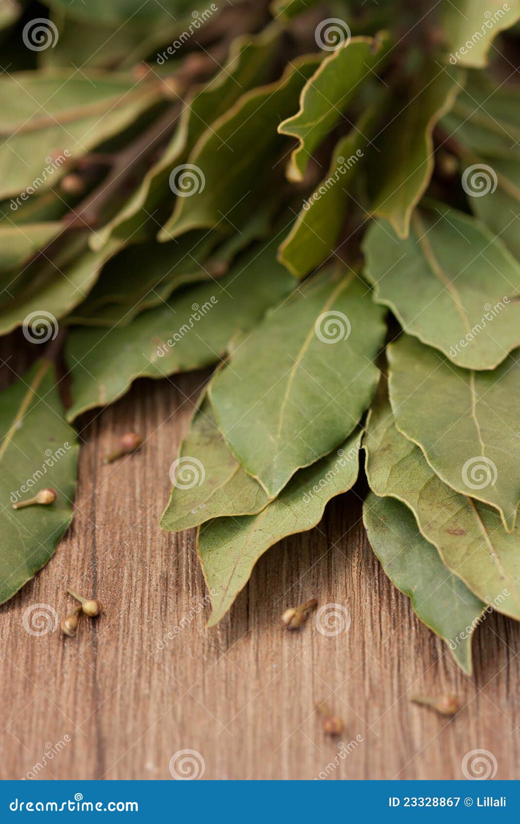 Laurel leaves. stock image. Image of leaf, organic, flavor - 23328867
