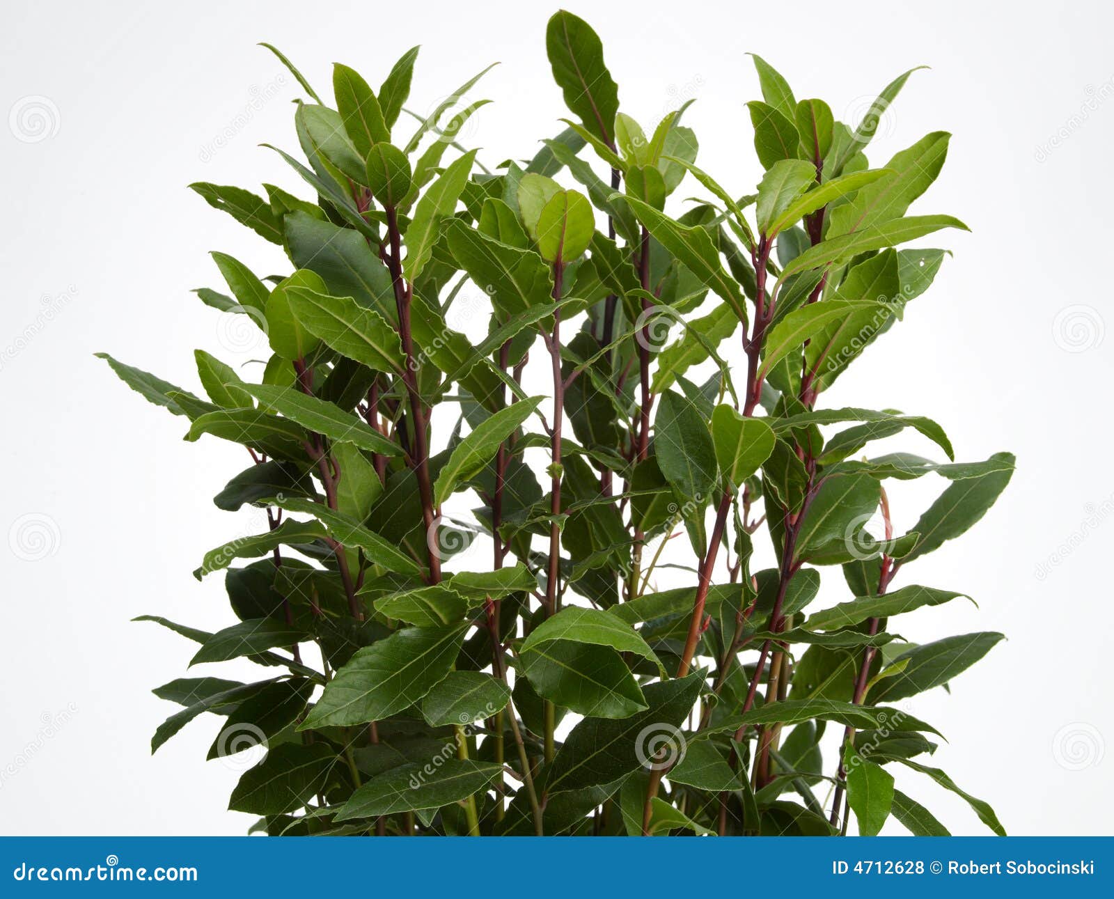 Laurel leaves stock photo. Image of herbs, flavor, plant - 4712628